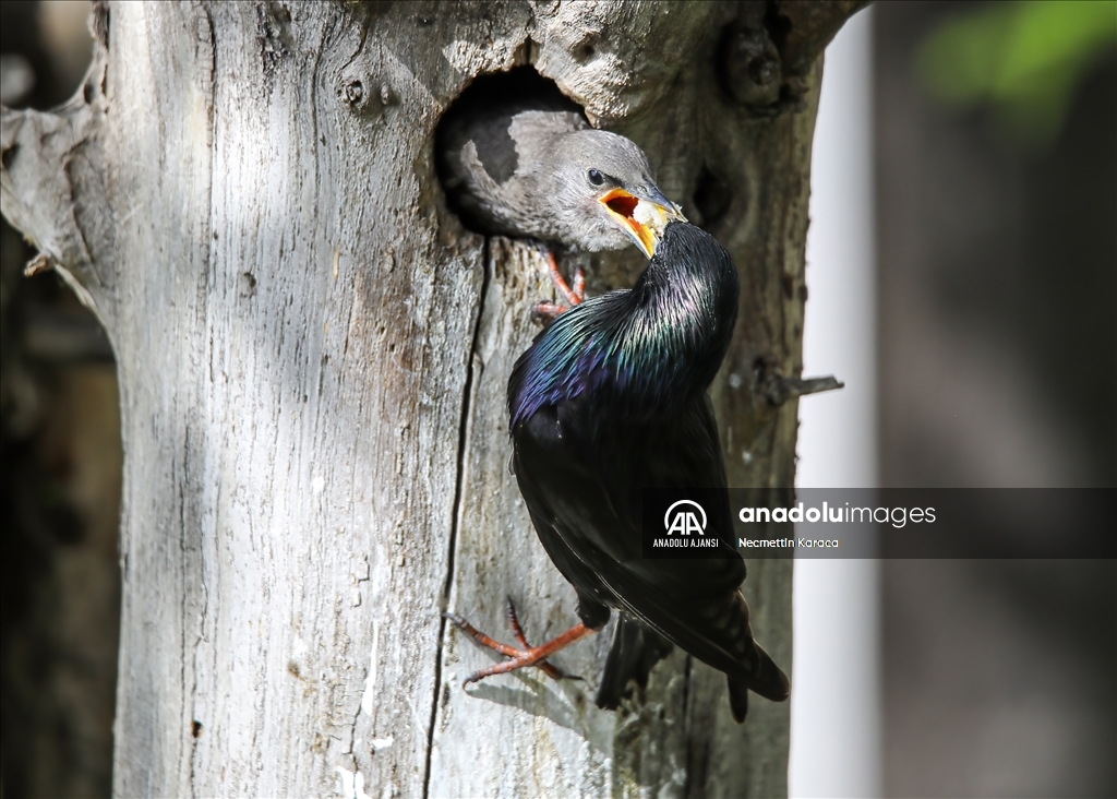 Van'da sığırcık kuşunun yavrularını besleme anı görüntülendi - Anadolu ...