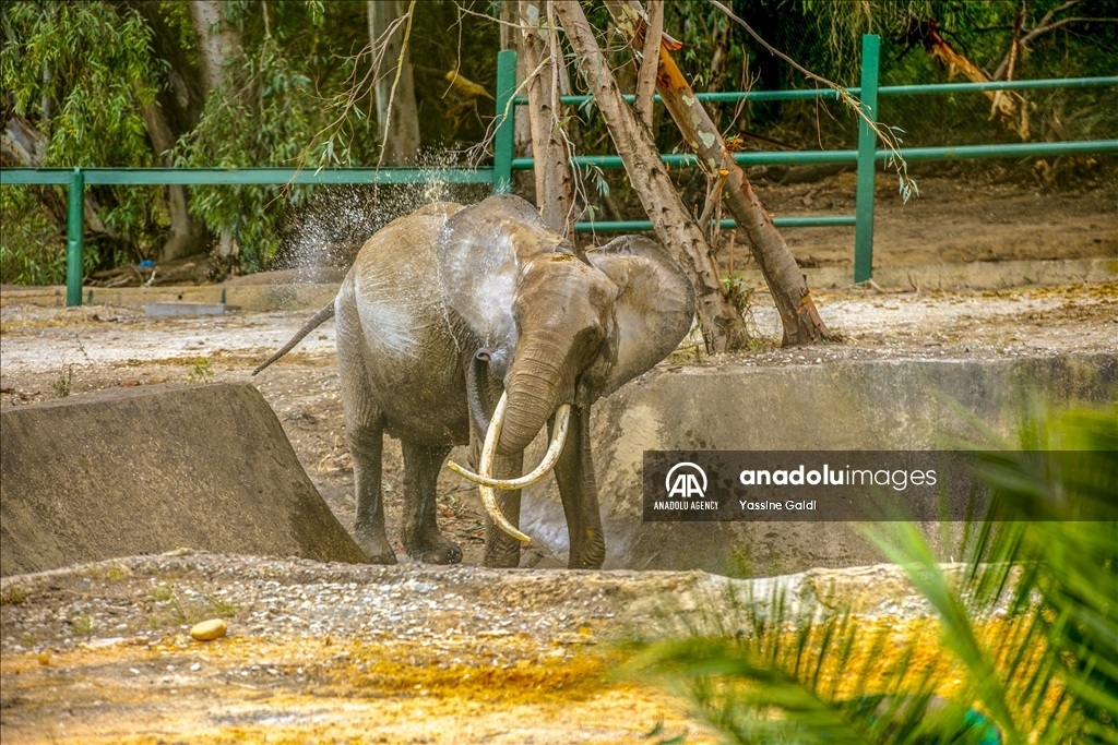 Elephant "Bambi" at Tunisian park is children's favorite - Anadolu Ajansı
