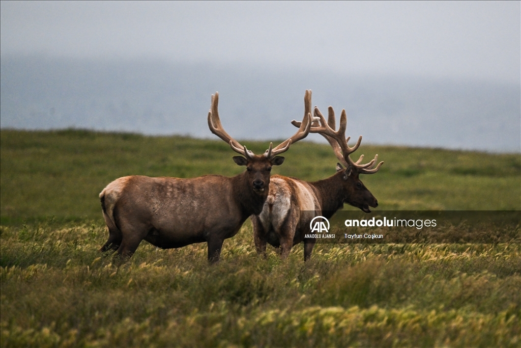 Amerika Kaliforniya'daki Tule geyikleri - Anadolu Ajansı