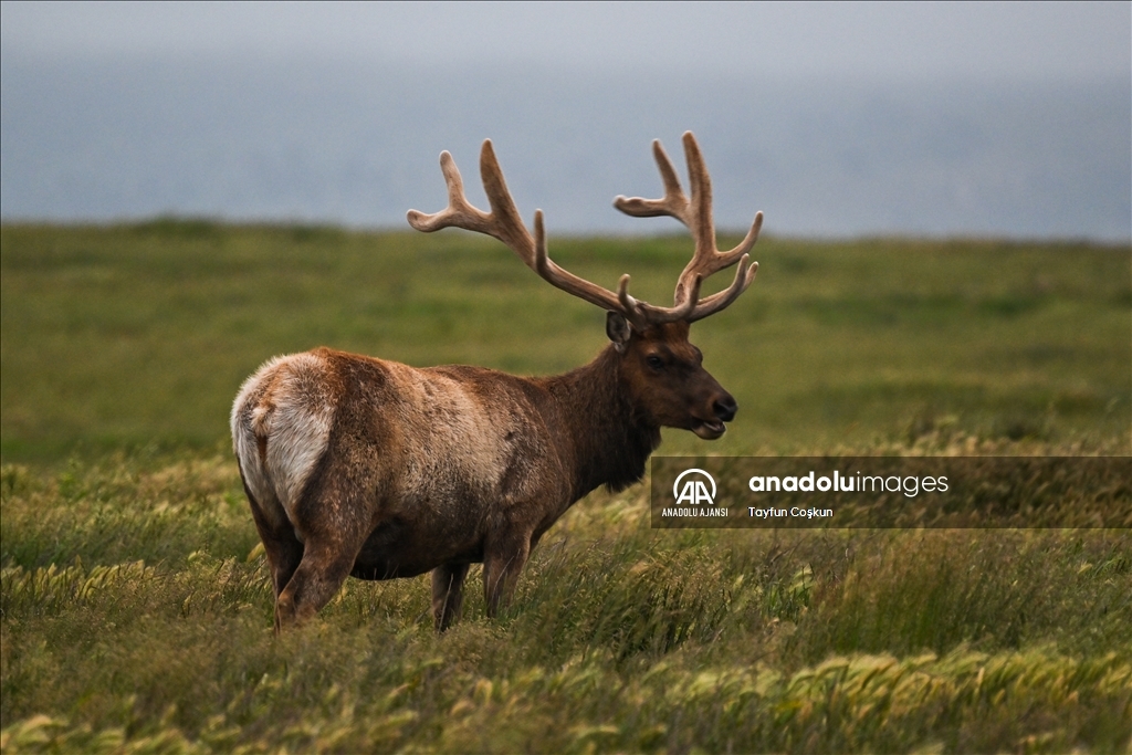 Amerika Kaliforniya'daki Tule geyikleri - Anadolu Ajansı