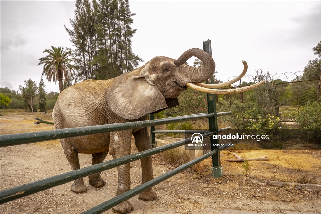 Elephant "Bambi" at Tunisian park is children's favorite - Anadolu Ajansı