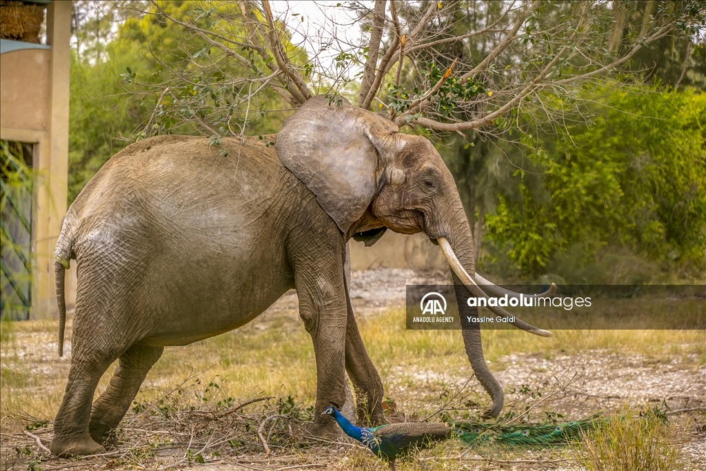 Elephant "Bambi" at Tunisian park is children's favorite - Anadolu Ajansı
