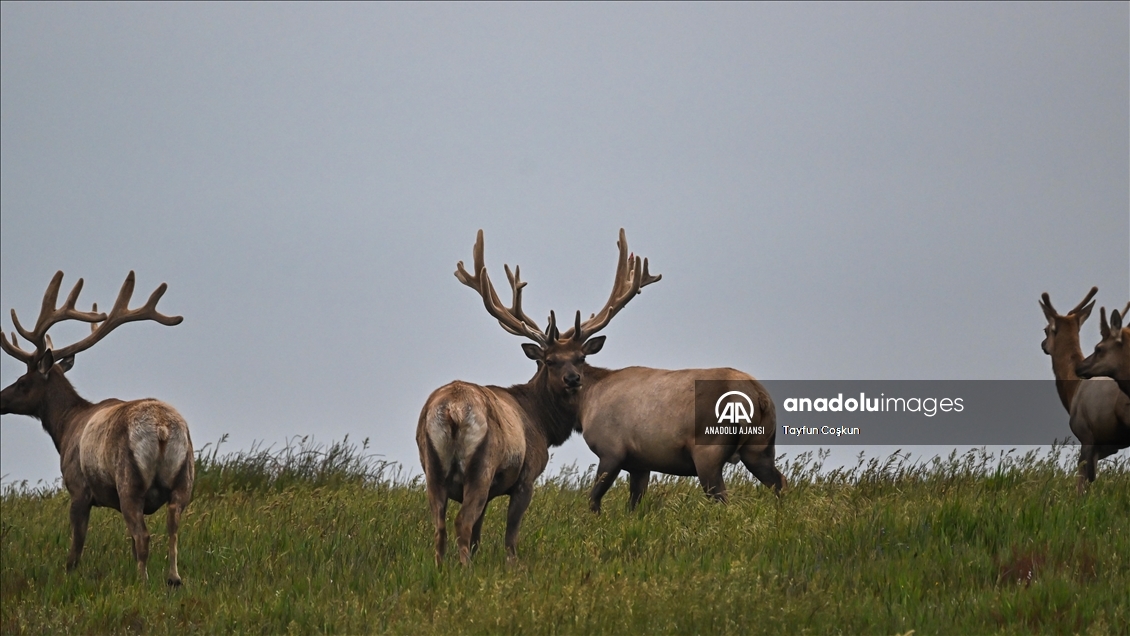 Amerika Kaliforniya'daki Tule geyikleri - Anadolu Ajansı