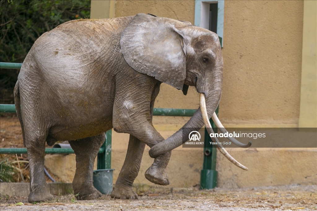 Elephant "Bambi" at Tunisian park is children's favorite - Anadolu Ajansı