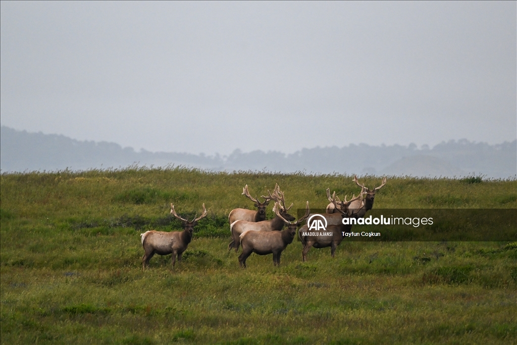 Amerika Kaliforniya'daki Tule geyikleri - Anadolu Ajansı