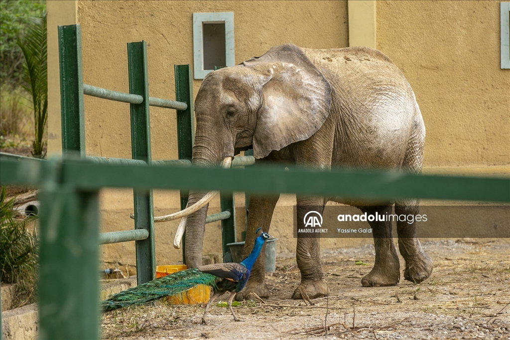 Elephant "Bambi" at Tunisian park is children's favorite - Anadolu Ajansı