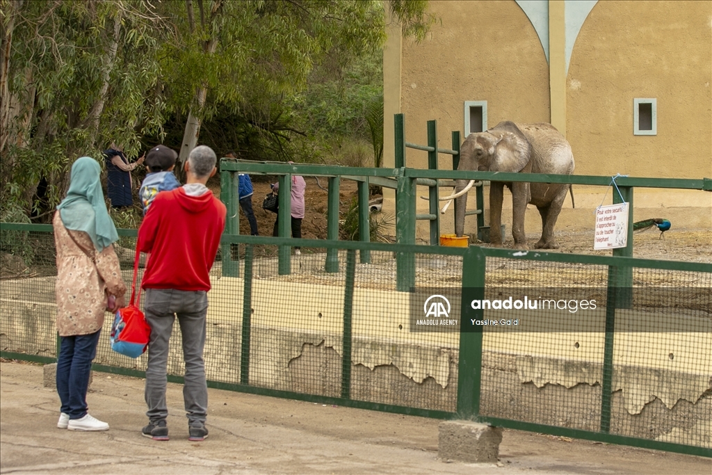 Elephant "Bambi" at Tunisian park is children's favorite - Anadolu Ajansı