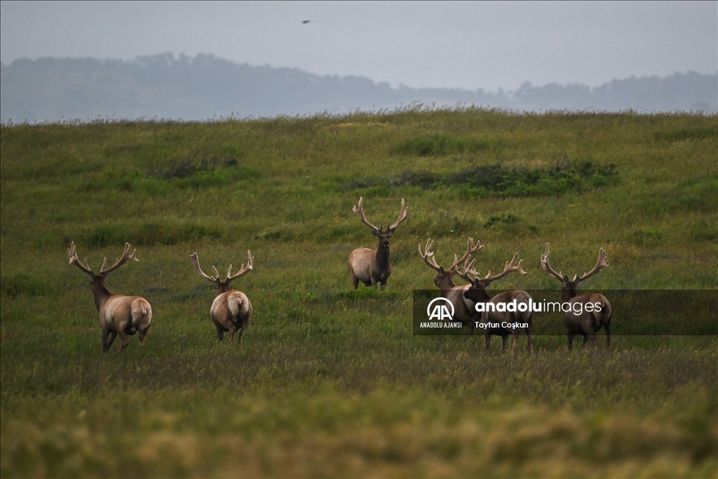 Amerika Kaliforniya'daki Tule geyikleri - Anadolu Ajansı