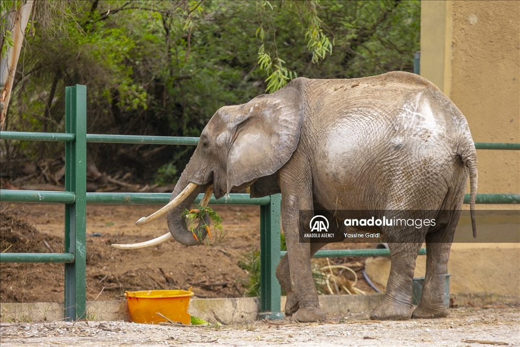 Elephant "Bambi" at Tunisian park is children's favorite - Anadolu Ajansı