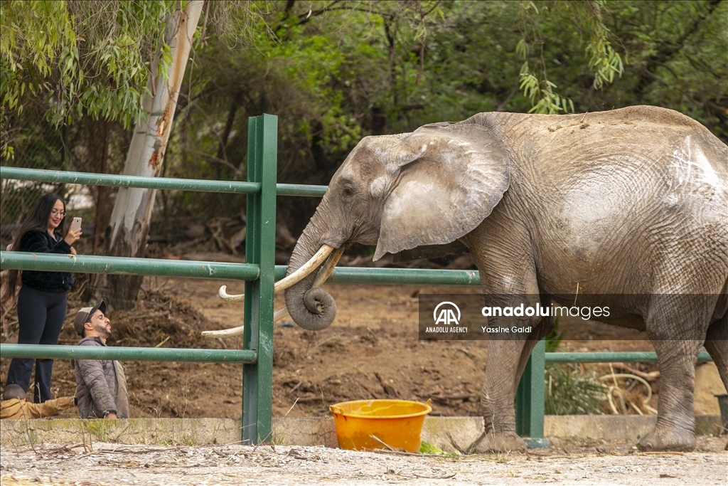 Elephant "Bambi" at Tunisian park is children's favorite - Anadolu Ajansı