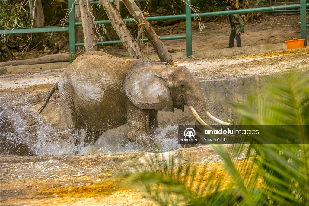 Elephant "Bambi" at Tunisian park is children's favorite - Anadolu Ajansı