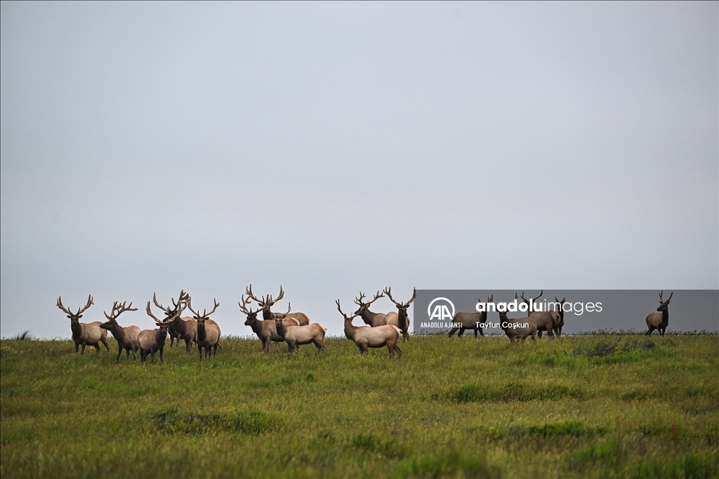 Amerika Kaliforniya'daki Tule geyikleri - Anadolu Ajansı