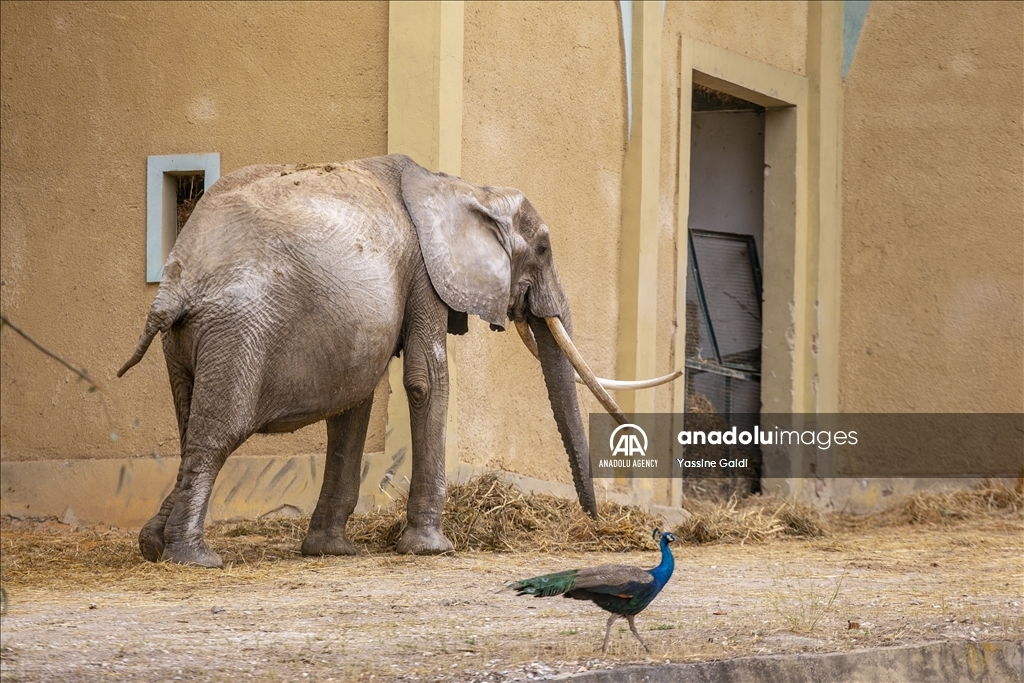 Elephant "Bambi" at Tunisian park is children's favorite - Anadolu Ajansı