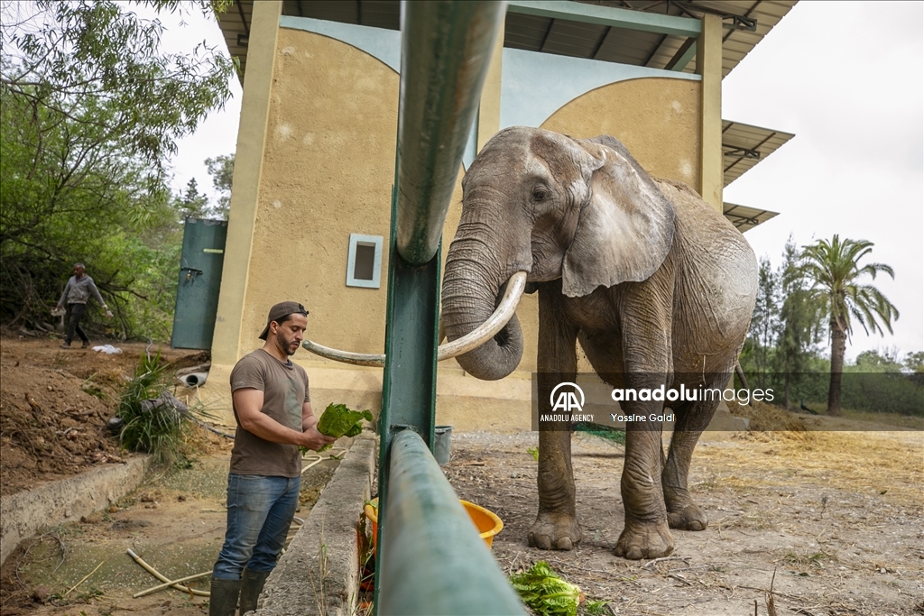 Elephant "Bambi" at Tunisian park is children's favorite - Anadolu Ajansı