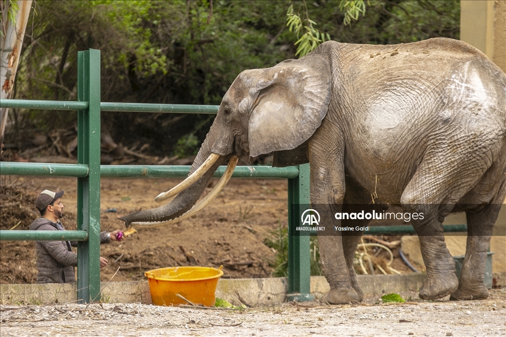 Elephant "Bambi" at Tunisian park is children's favorite - Anadolu Ajansı