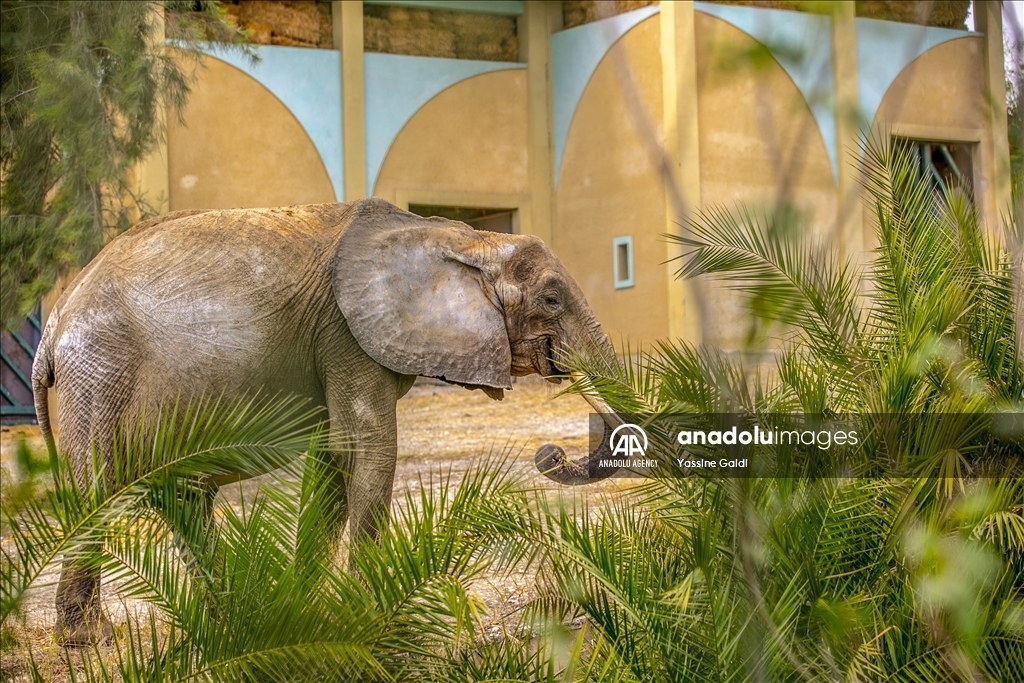 Elephant "Bambi" at Tunisian park is children's favorite - Anadolu Ajansı