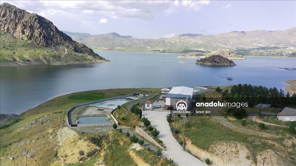 Elazığ'da bu yıl 700 bin siraz balığı yavrusu ekonomiye kazandırılacak ...