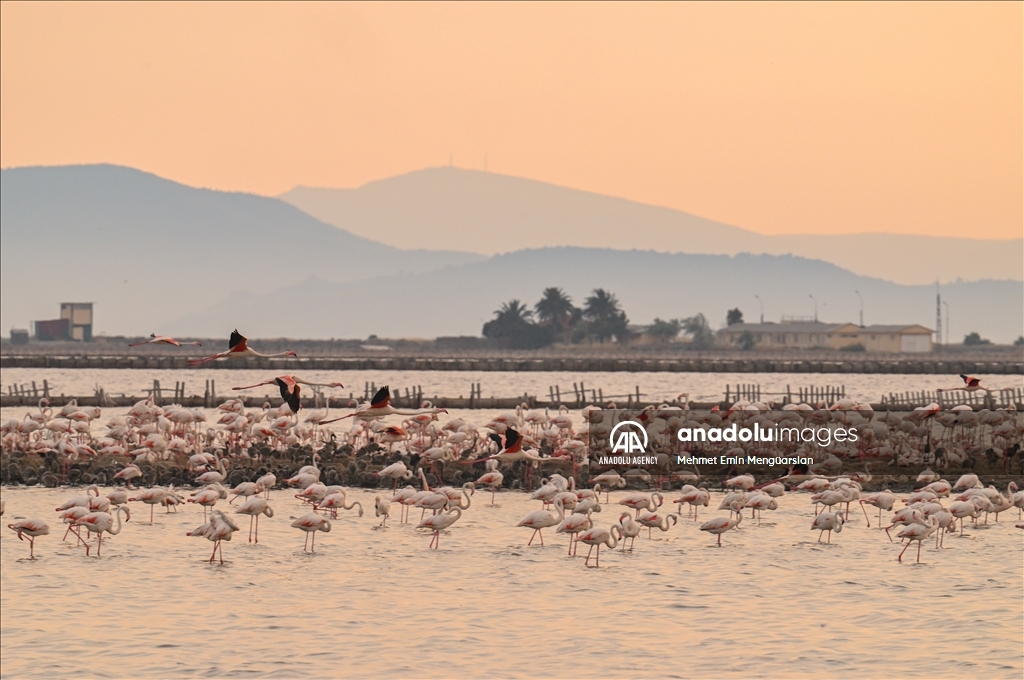 Flamingos at Gediz Delta of Turkiye's Izmir - Anadolu Ajansı
