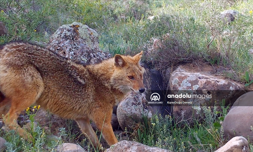 Aras Nehri çevresindeki memeli türleri gece görüşlü kameralarla kayıt ...