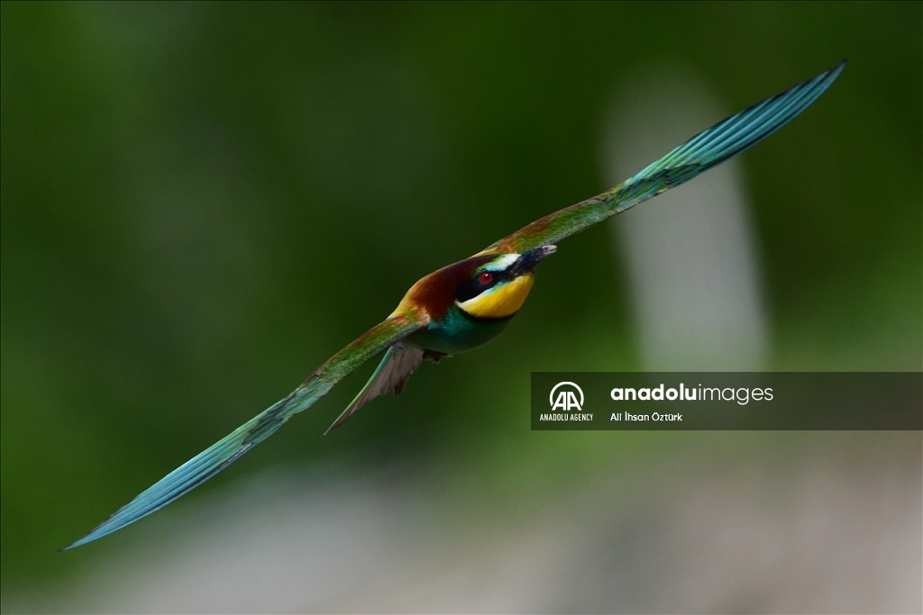 Drought narrows migratory birds' habitat on Lake Van basin - Anadolu Ajansı