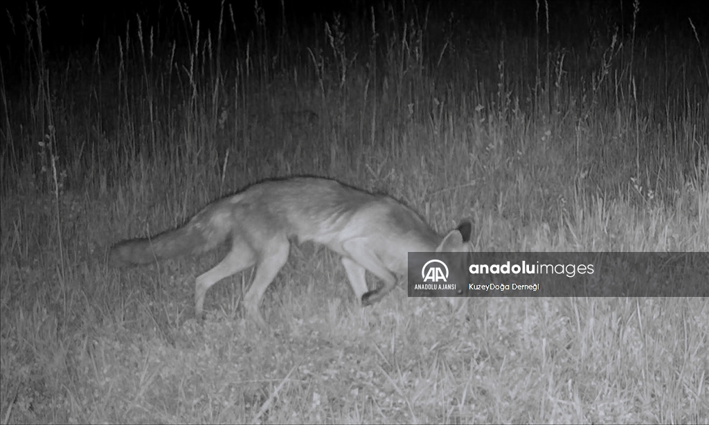 Aras Nehri çevresindeki memeli türleri gece görüşlü kameralarla kayıt ...