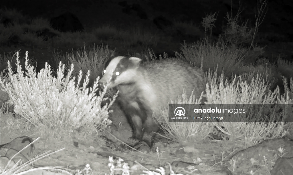 Aras Nehri çevresindeki memeli türleri gece görüşlü kameralarla kayıt ...