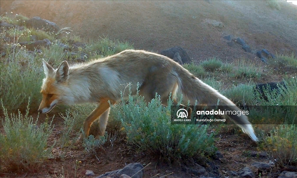 Aras Nehri çevresindeki memeli türleri gece görüşlü kameralarla kayıt ...