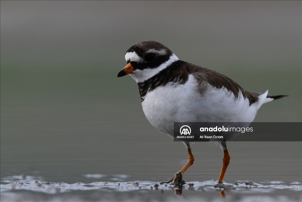 Drought narrows migratory birds' habitat on Lake Van basin - Anadolu Ajansı