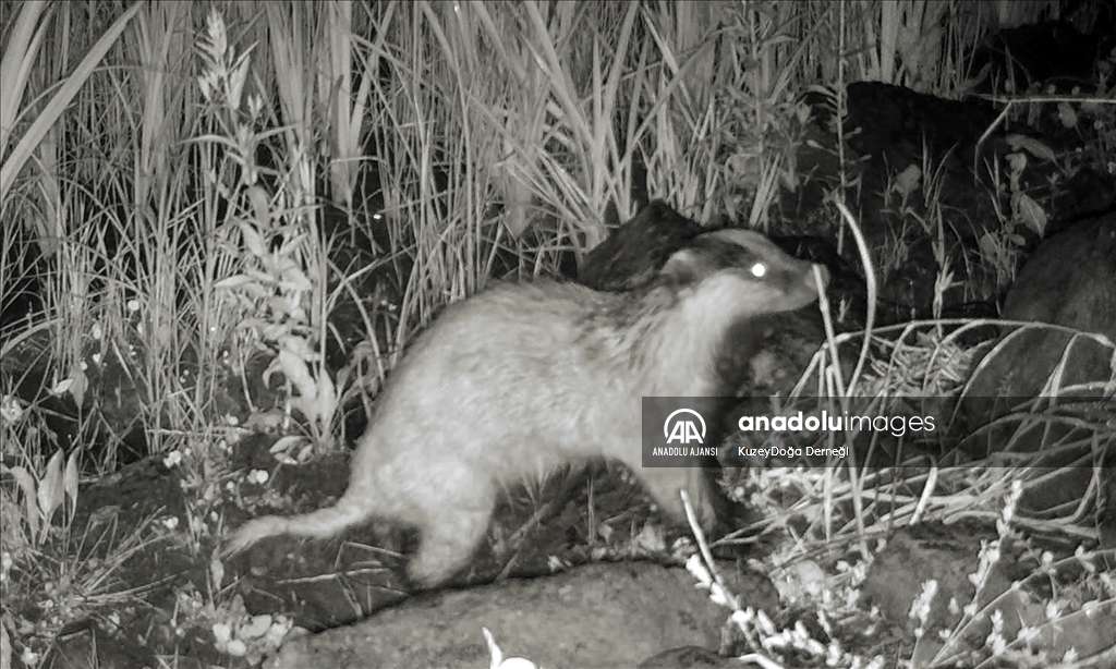 Aras Nehri çevresindeki memeli türleri gece görüşlü kameralarla kayıt ...