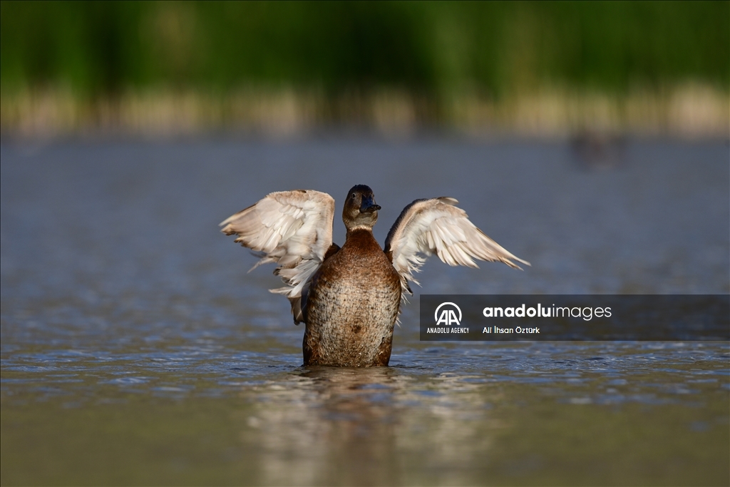 Drought narrows migratory birds' habitat on Lake Van basin - Anadolu Ajansı