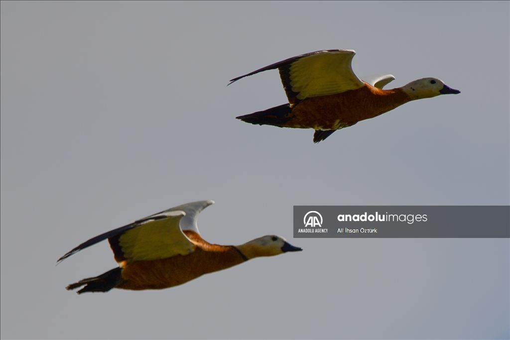 Drought narrows migratory birds' habitat on Lake Van basin - Anadolu Ajansı