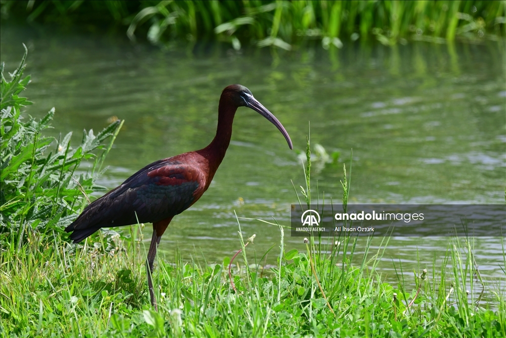 Drought narrows migratory birds' habitat on Lake Van basin - Anadolu Ajansı