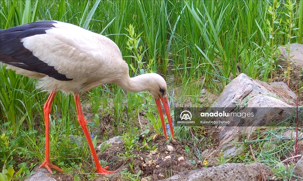 Aras Nehri çevresindeki memeli türleri gece görüşlü kameralarla kayıt ...