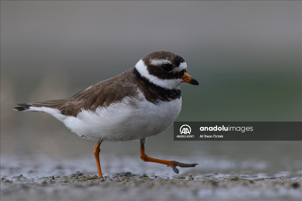 Drought narrows migratory birds' habitat on Lake Van basin - Anadolu Ajansı