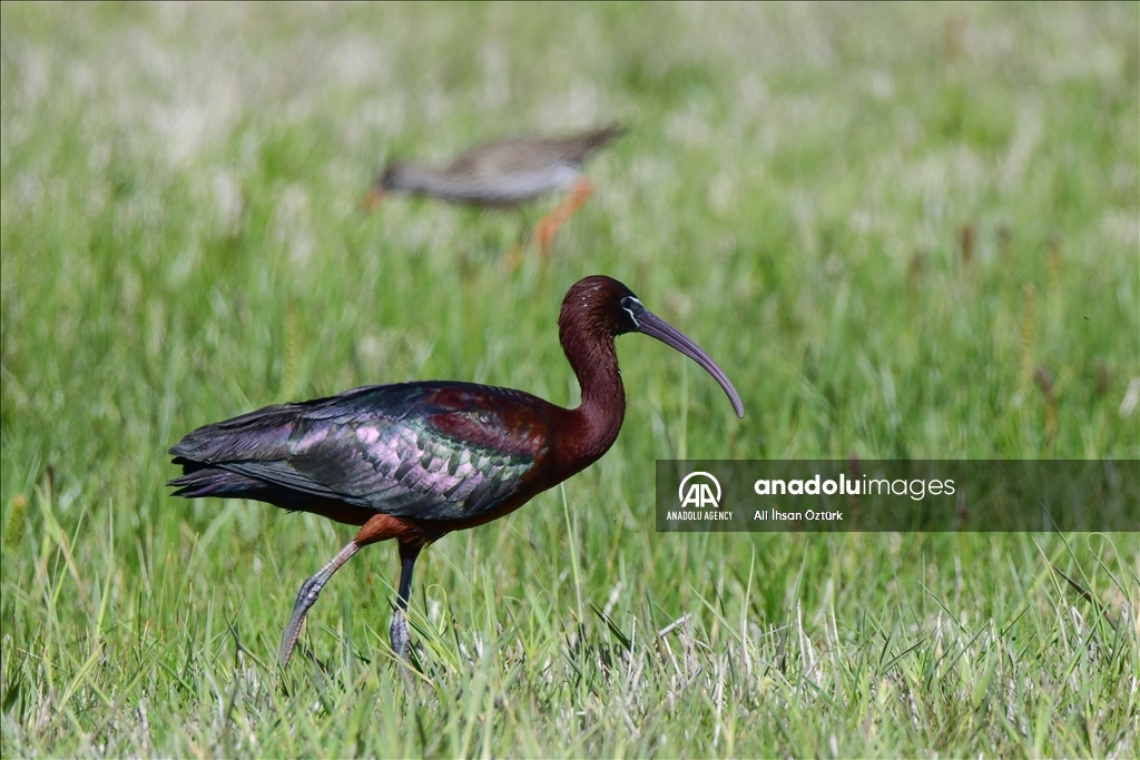 Drought narrows migratory birds' habitat on Lake Van basin - Anadolu Ajansı