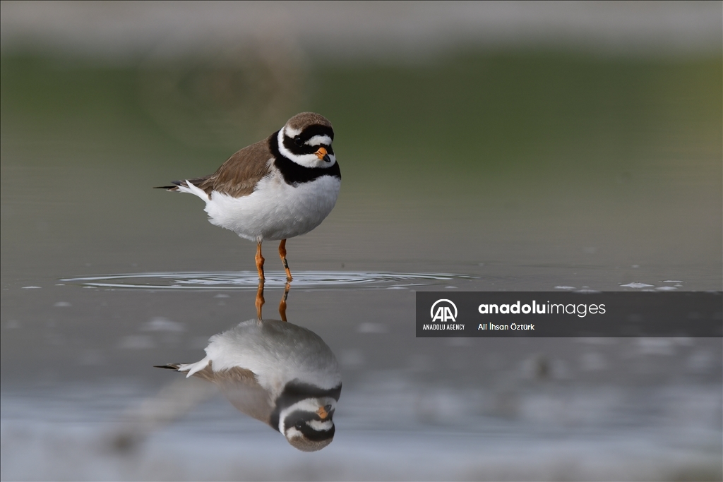 Drought narrows migratory birds' habitat on Lake Van basin - Anadolu Ajansı