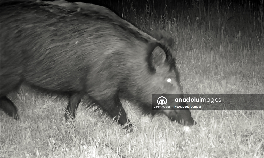 Aras Nehri çevresindeki memeli türleri gece görüşlü kameralarla kayıt ...