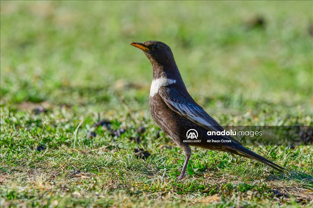 Drought narrows migratory birds' habitat on Lake Van basin - Anadolu Ajansı