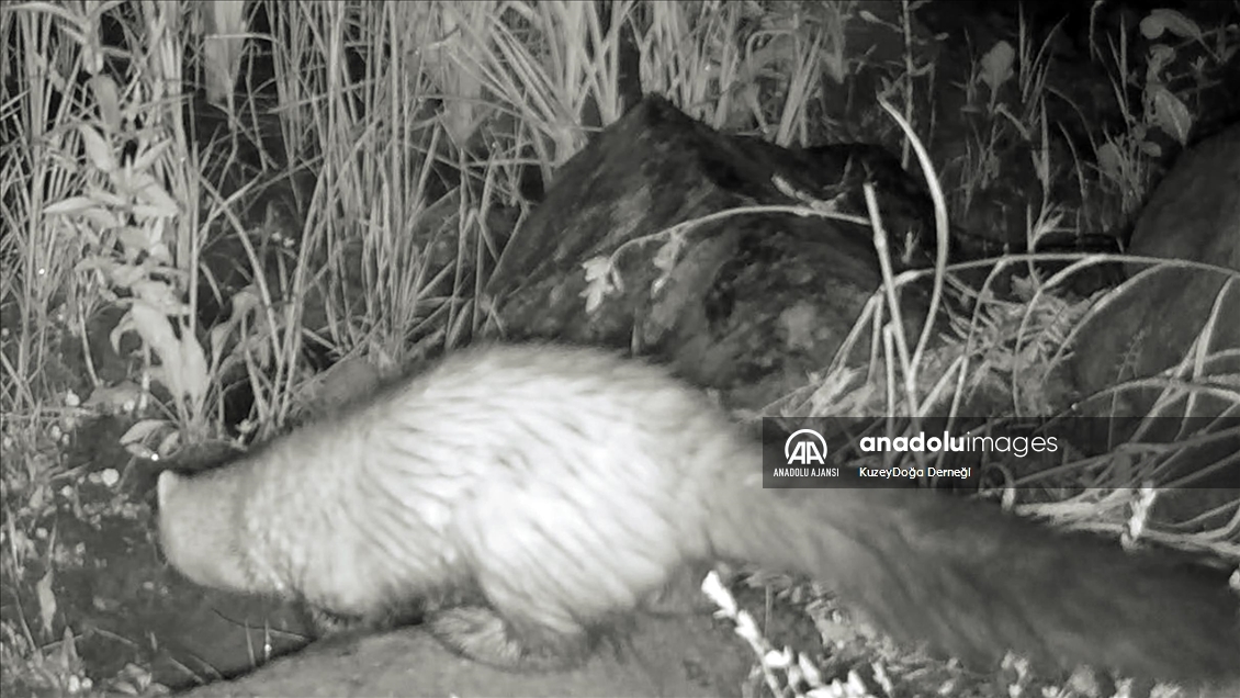 Aras Nehri çevresindeki memeli türleri gece görüşlü kameralarla kayıt ...