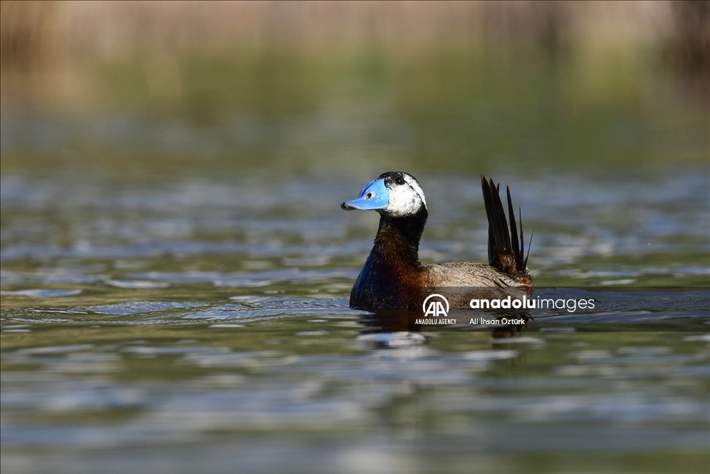 Drought narrows migratory birds' habitat on Lake Van basin - Anadolu Ajansı