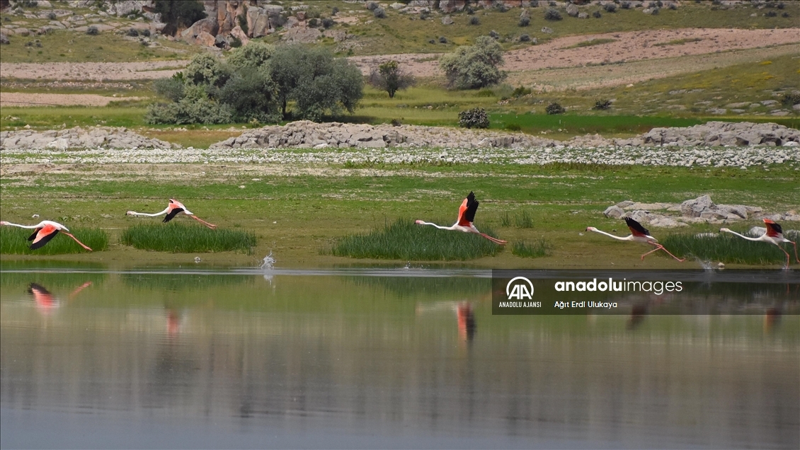 Doğa Koruma ve Milli Parklar ekibi Tuz Gölü'ndeki flamingolar için ...
