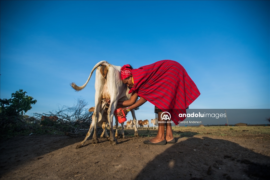 Daily life of the Masai community in Kenya - Anadolu Ajansı