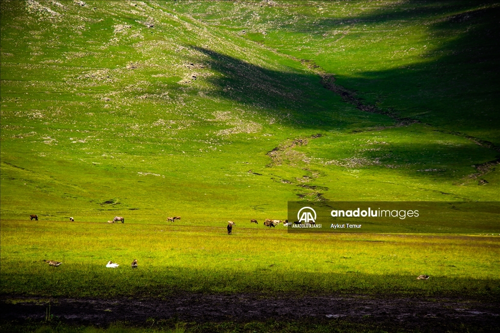 Ardahan'da doğa farklı tonlarla renklendi - Anadolu Ajansı