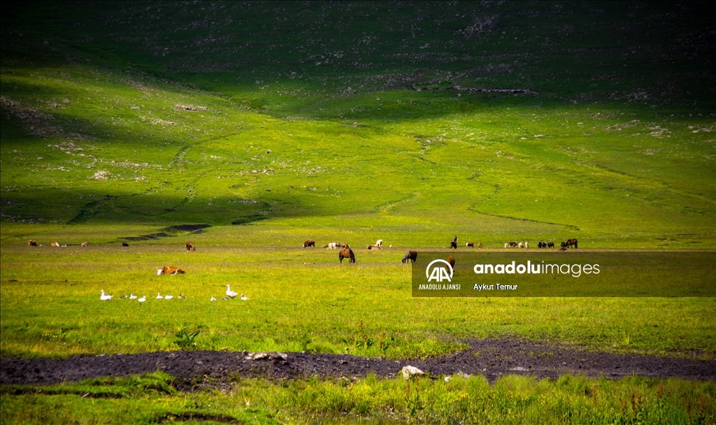 Ardahan'da doğa farklı tonlarla renklendi - Anadolu Ajansı