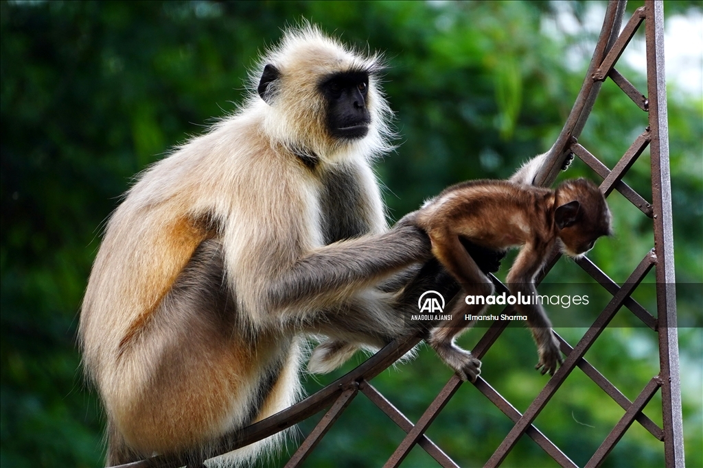 Hindistan'daki langur maymunları - Anadolu Ajansı