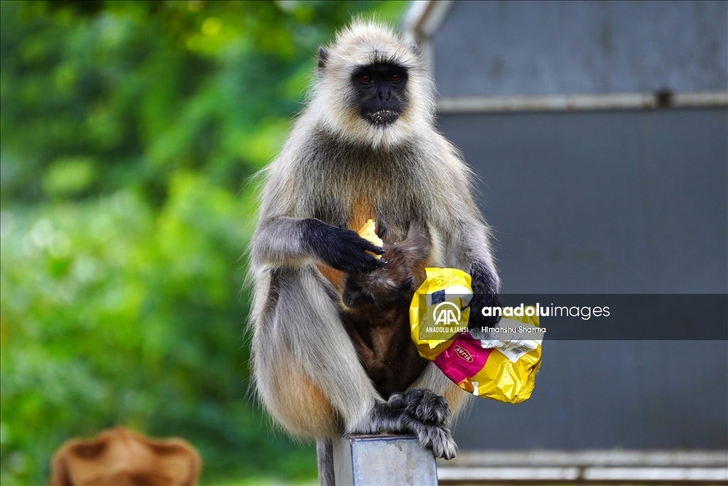 Hindistan'daki langur maymunları - Anadolu Ajansı
