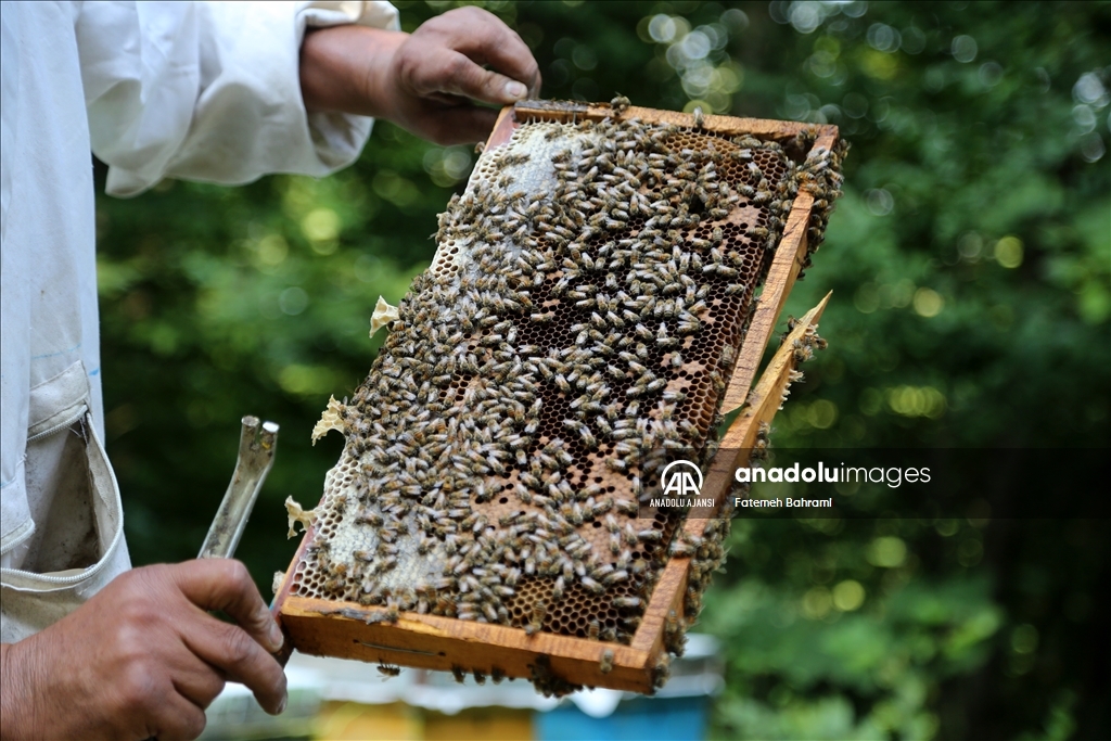 İranlı arıcılar Hirkani Ormanları'nın zengin florasında doğal bal ...