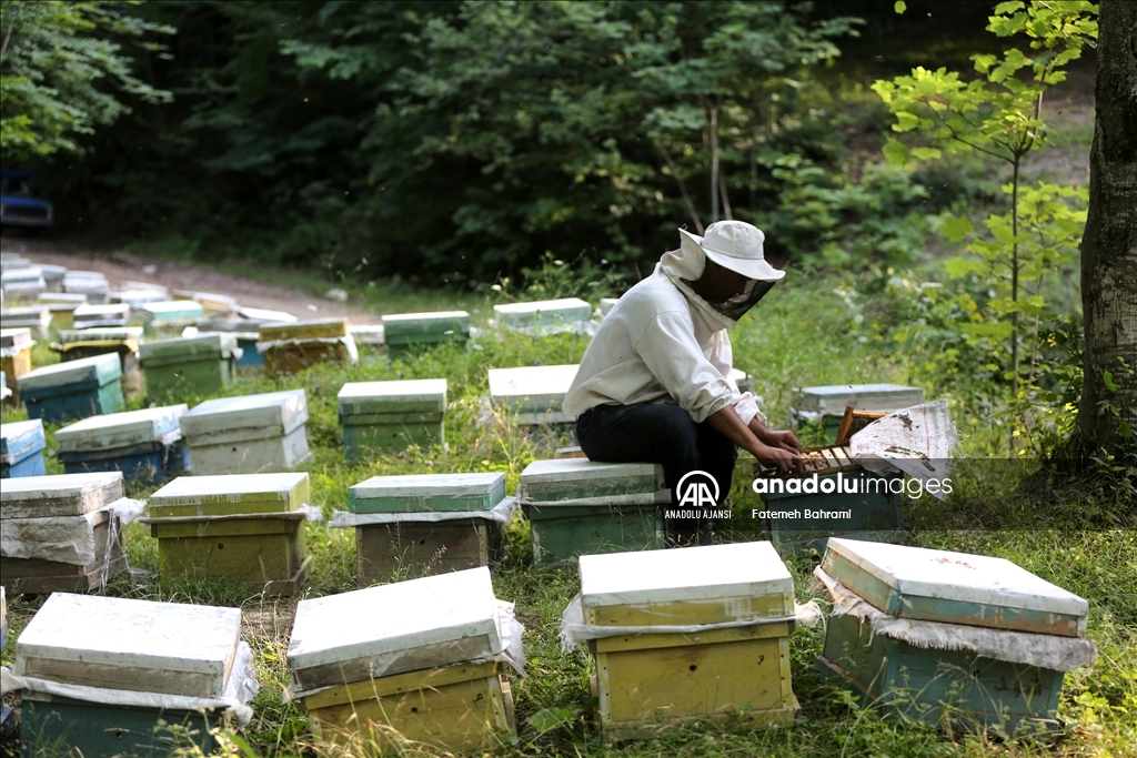 İranlı arıcılar Hirkani Ormanları'nın zengin florasında doğal bal ...