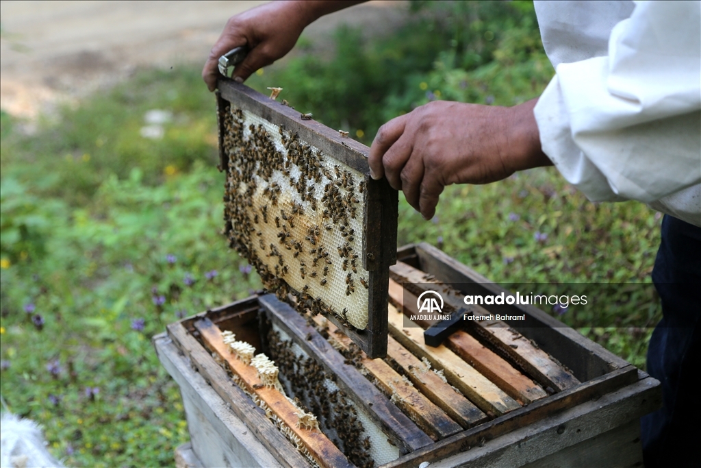 İranlı arıcılar Hirkani Ormanları'nın zengin florasında doğal bal ...