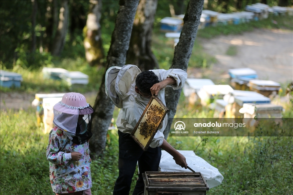 İranlı arıcılar Hirkani Ormanları'nın zengin florasında doğal bal ...